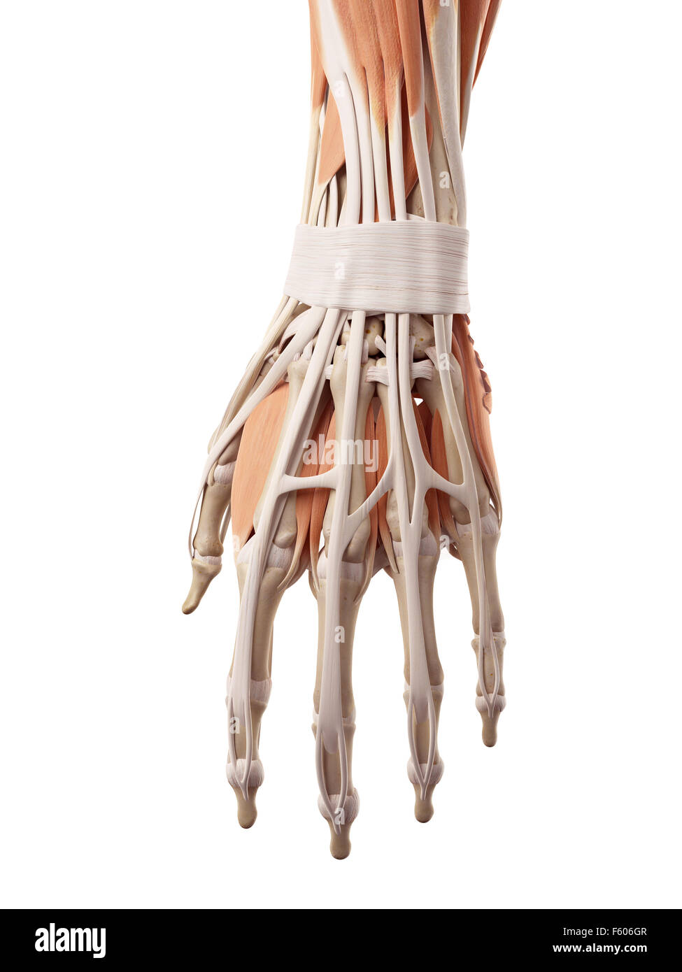 medical accurate illustration of the hand muscles Stock Photo - Alamy