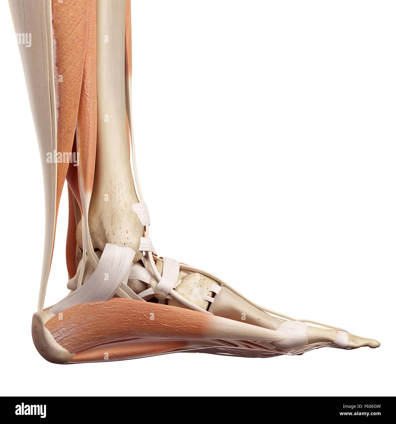 Medial anatomy foot hi-res stock photography and images - Alamy