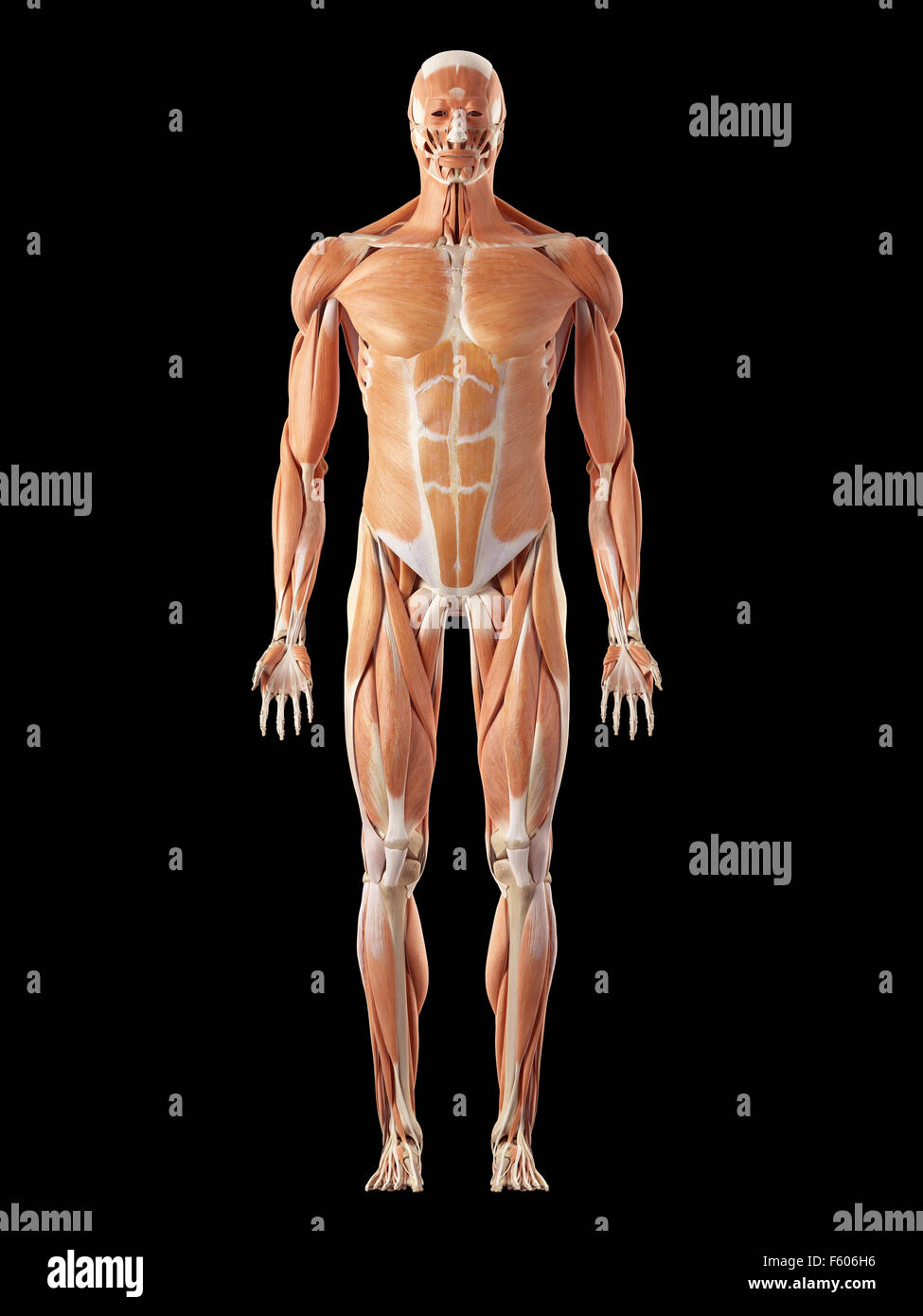 medical accurate illustration of the muscle system Stock Photo - Alamy