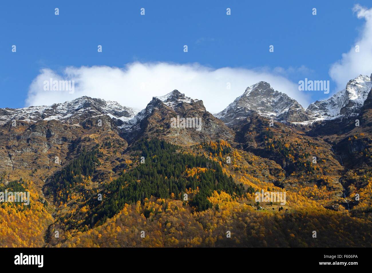 Colorful mountain forest birch hi-res stock photography and images - Alamy