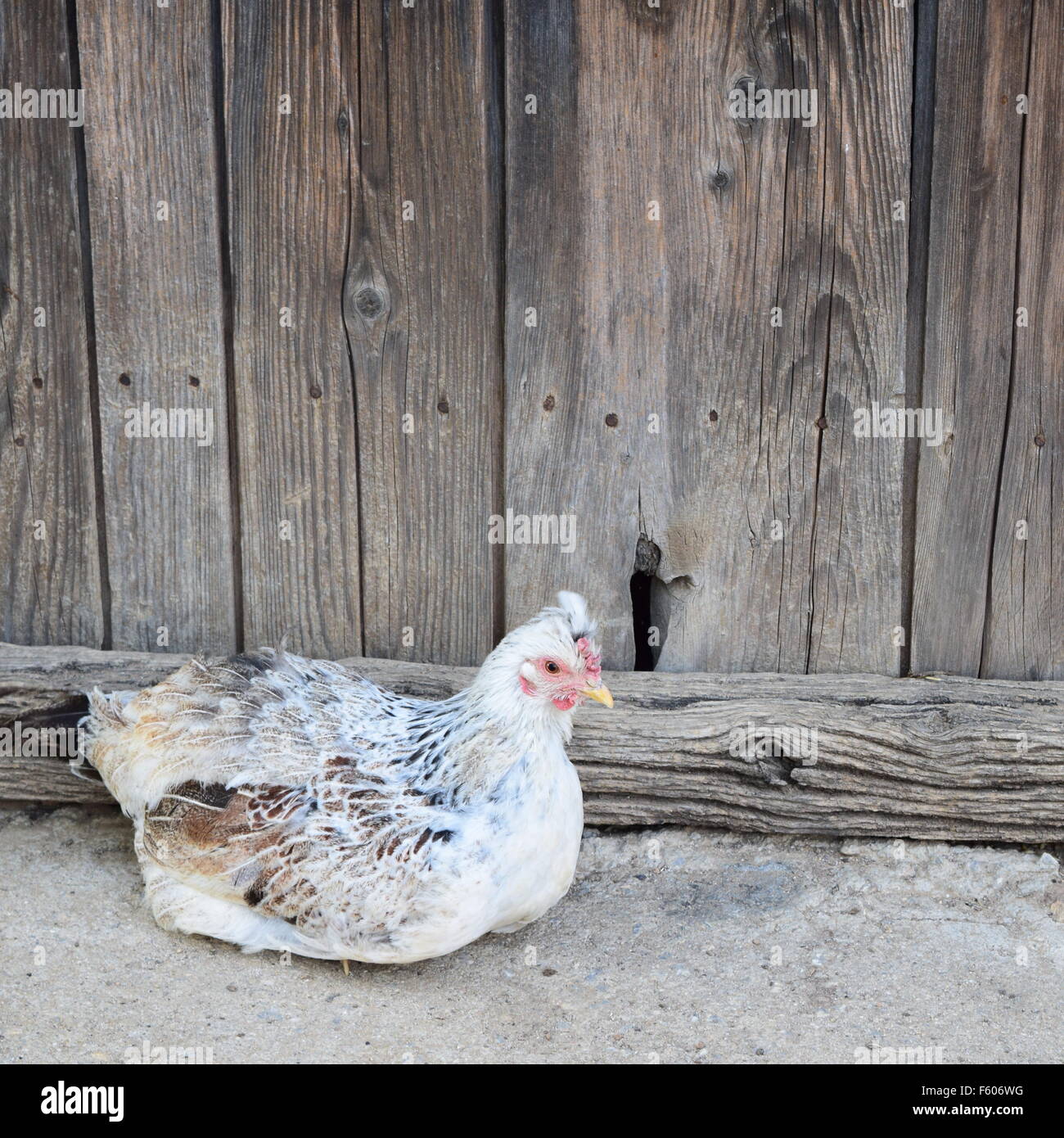 Chicken resting by the door Stock Photo - Alamy