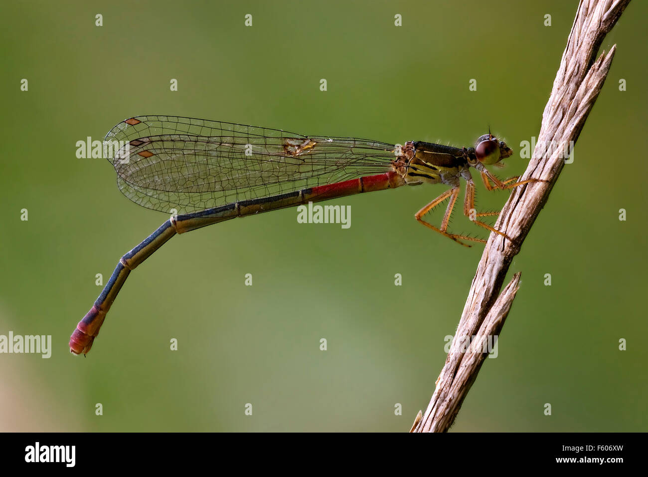 side of wild red black dragonfly coenagrion puella on a flower in the ...