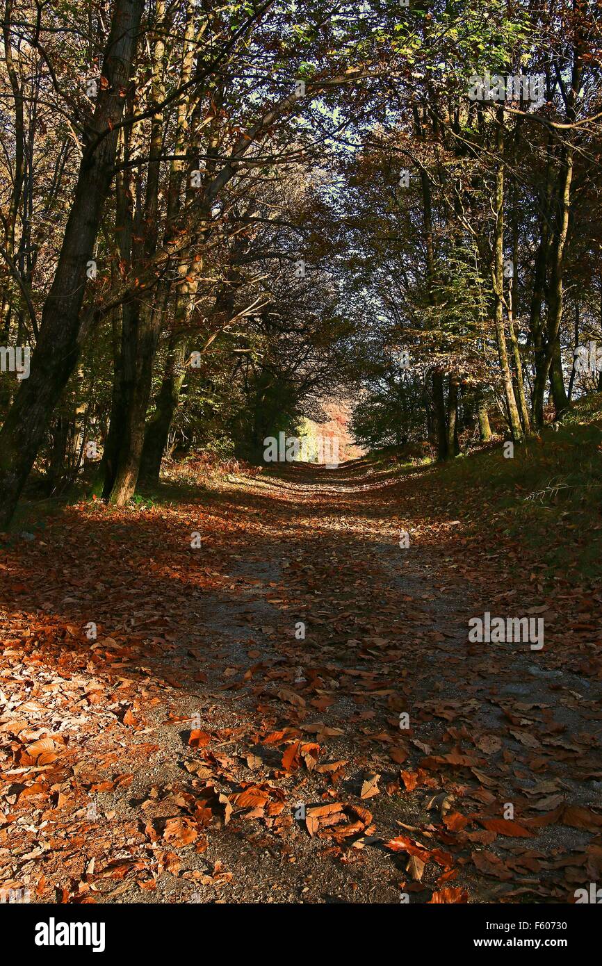 Path covered in leaves under a canopy of colorful autumn trees Stock ...