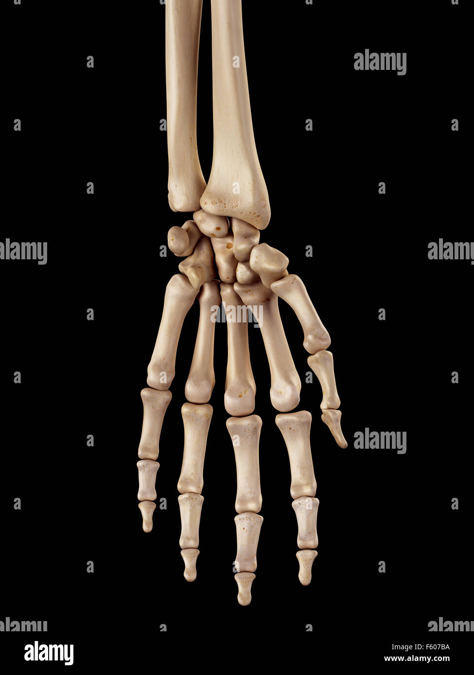 Hand Bones Illustration High Resolution Stock Photography and Images ...