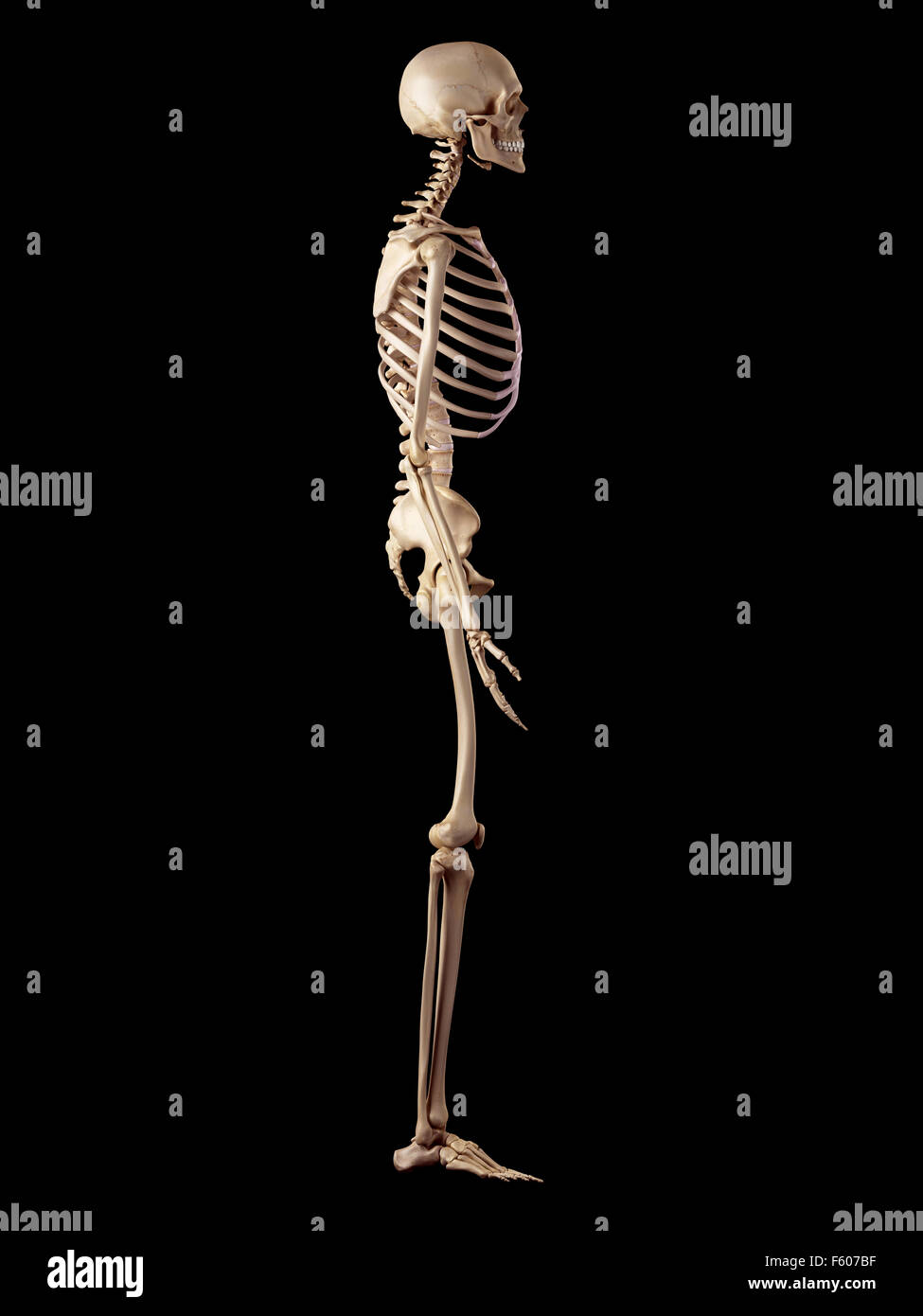 Skeleton Stock Photos & Skeleton Stock Images - Alamy