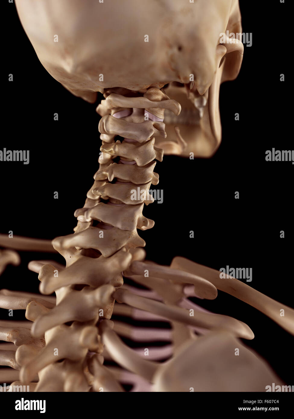 Cervical Stock Photos & Cervical Stock Images - Alamy