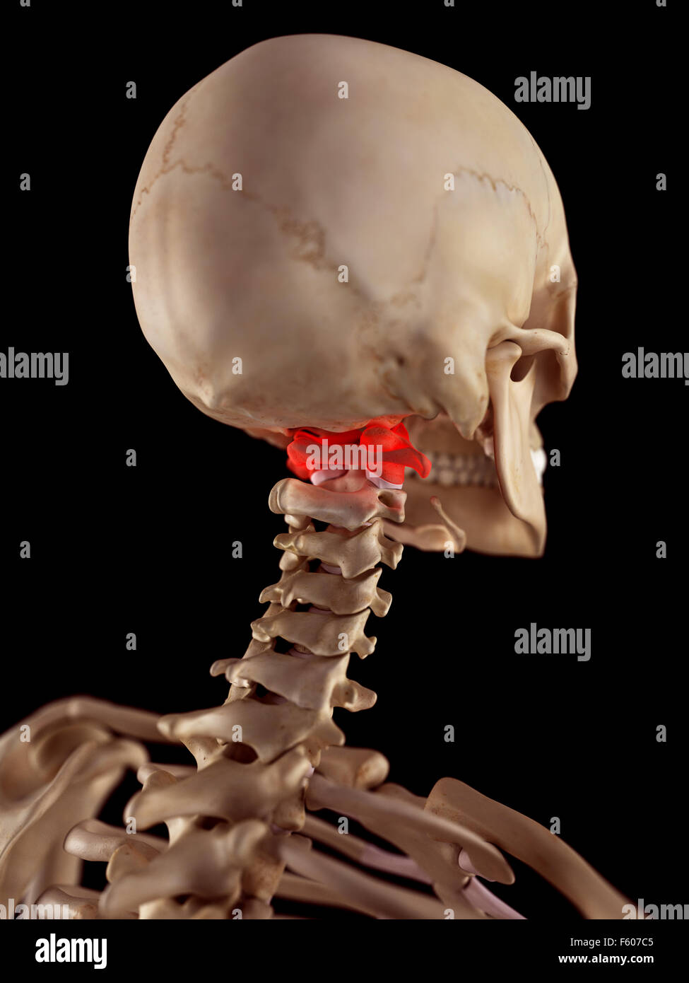 medical accurate illustration of the atlas Stock Photo - Alamy
