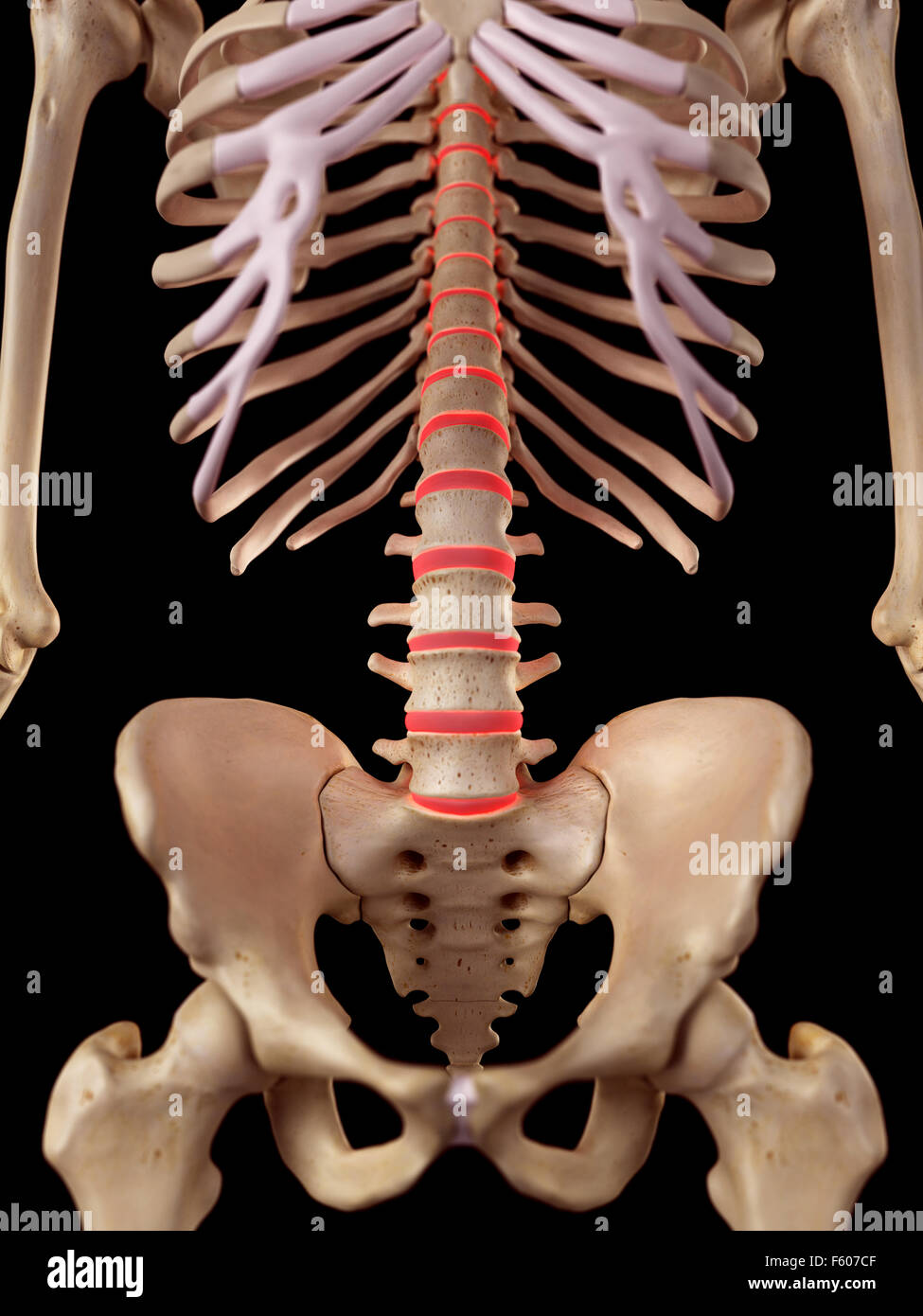 medical accurate illustration of the intervertebral discs Stock Photo ...