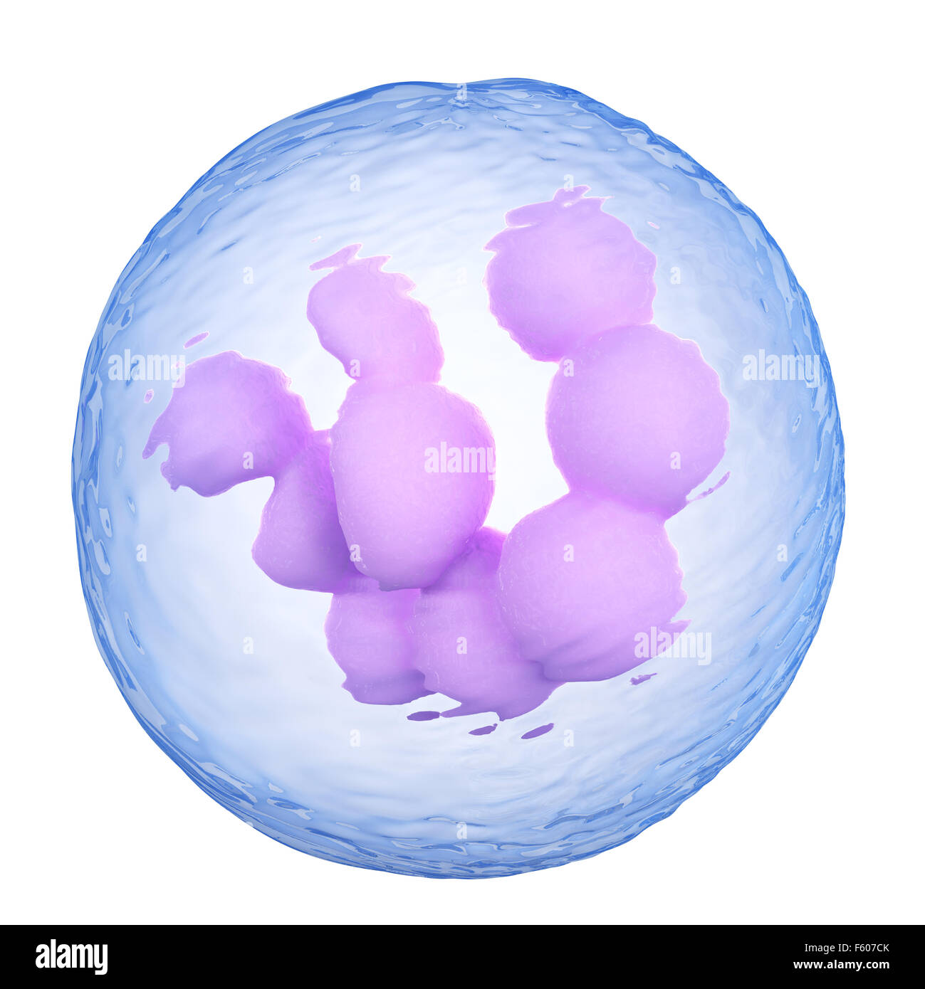 Megakaryocyte Cut Out Stock Images & Pictures - Alamy