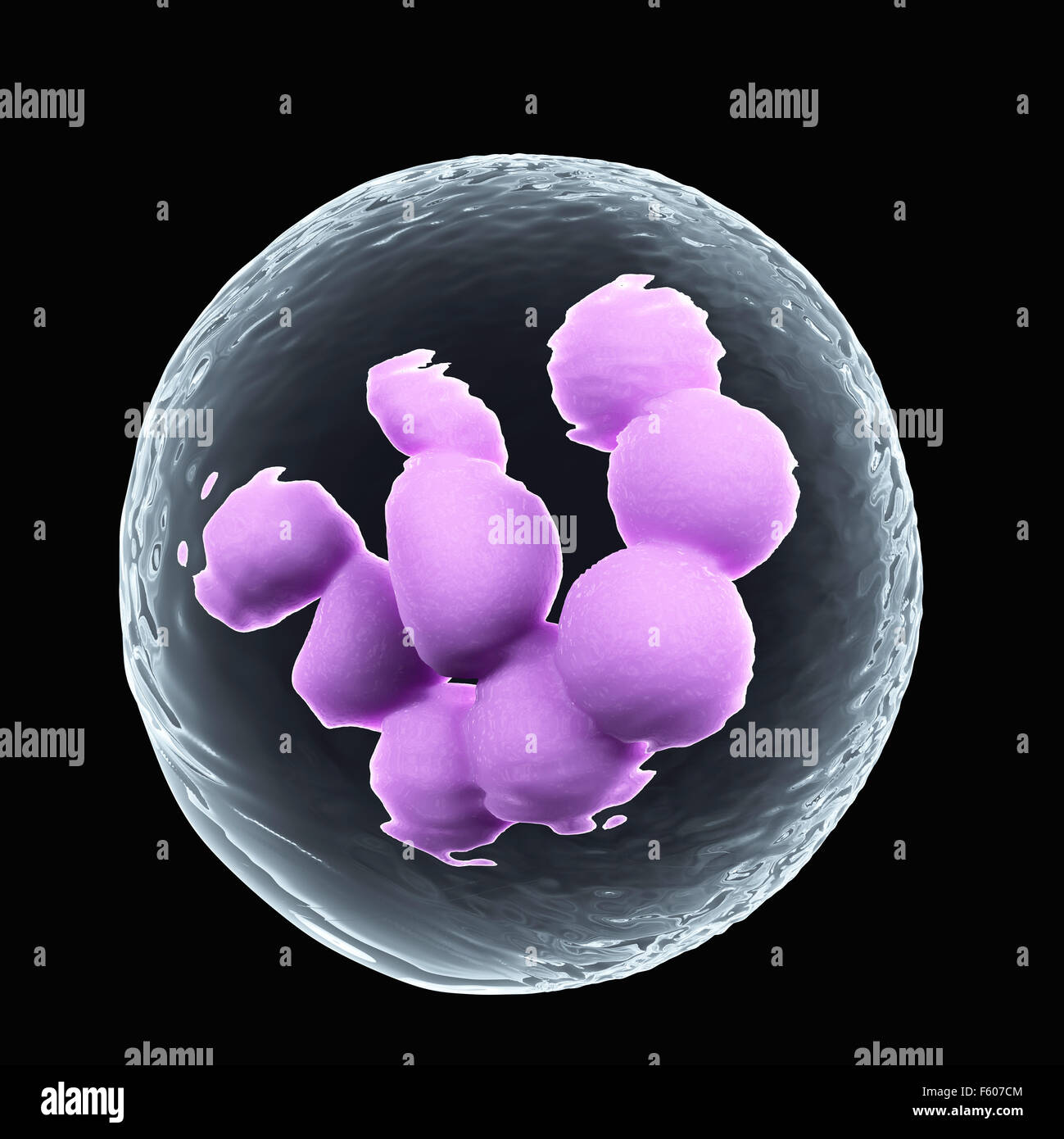 Megakaryocyte hi-res stock photography and images - Alamy