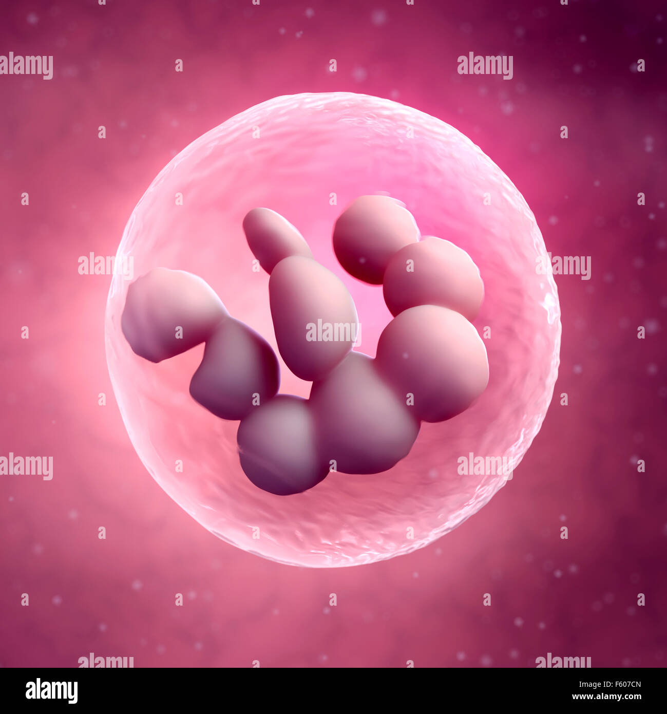 Megakaryocyte hi-res stock photography and images - Alamy