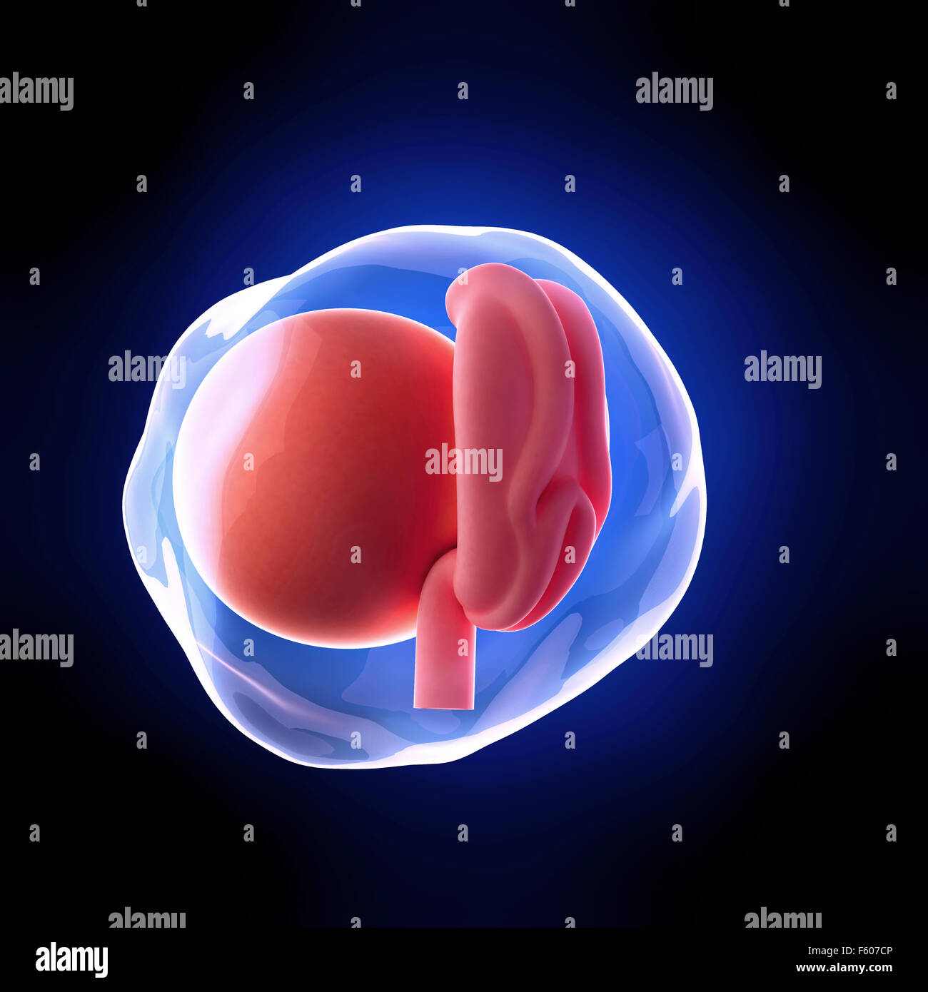 weekly development of a human fetus - week 4 Stock Photo - Alamy
