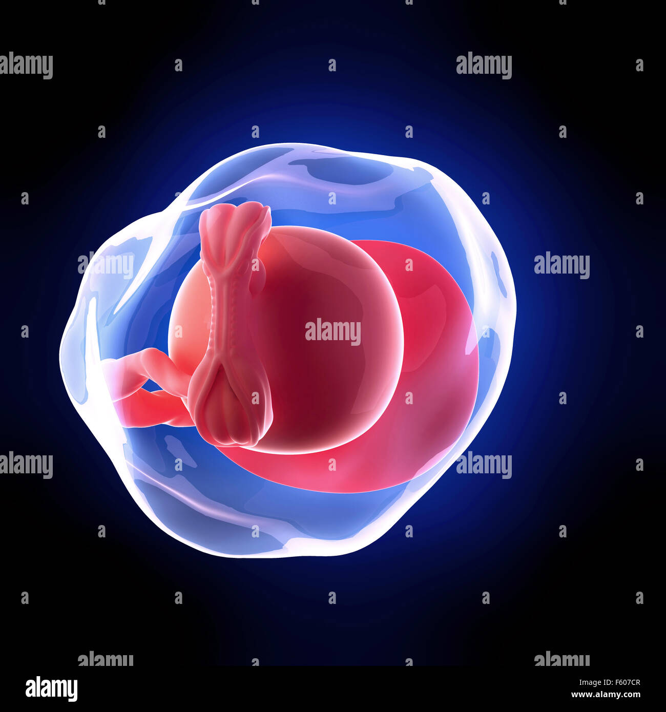 weekly development of a human fetus - week 5 Stock Photo - Alamy