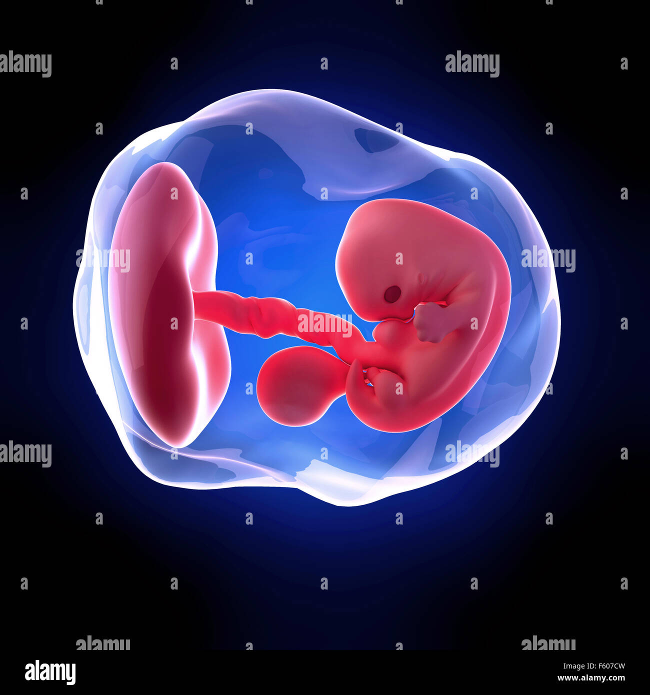 weekly development of a human fetus - week 7 Stock Photo - Alamy