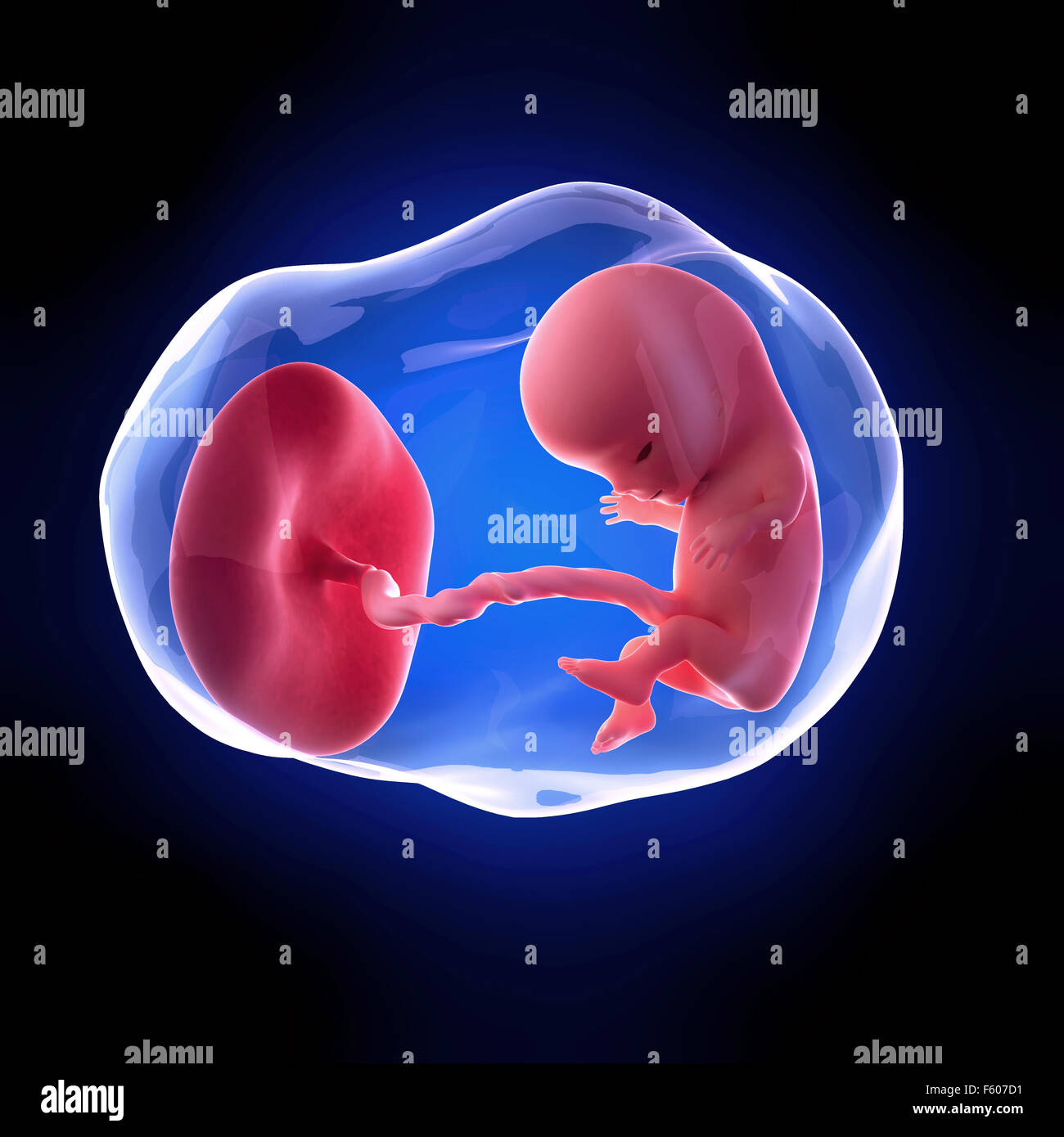 weekly development of a human fetus - week 11 Stock Photo - Alamy