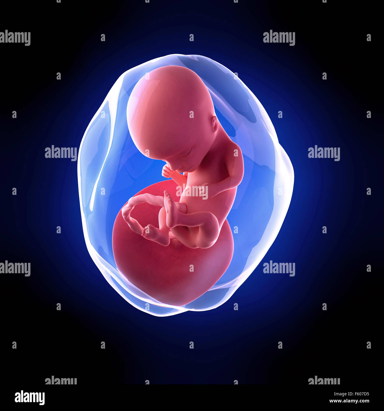 weekly development of a human fetus - week 14 Stock Photo - Alamy