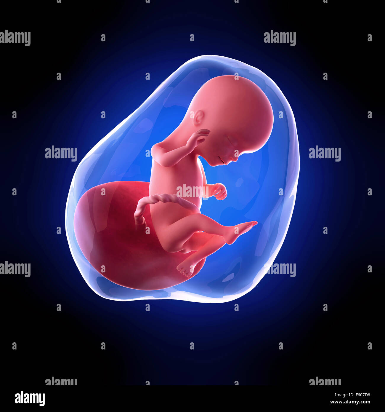 16 week fetus hi-res stock photography and images - Alamy