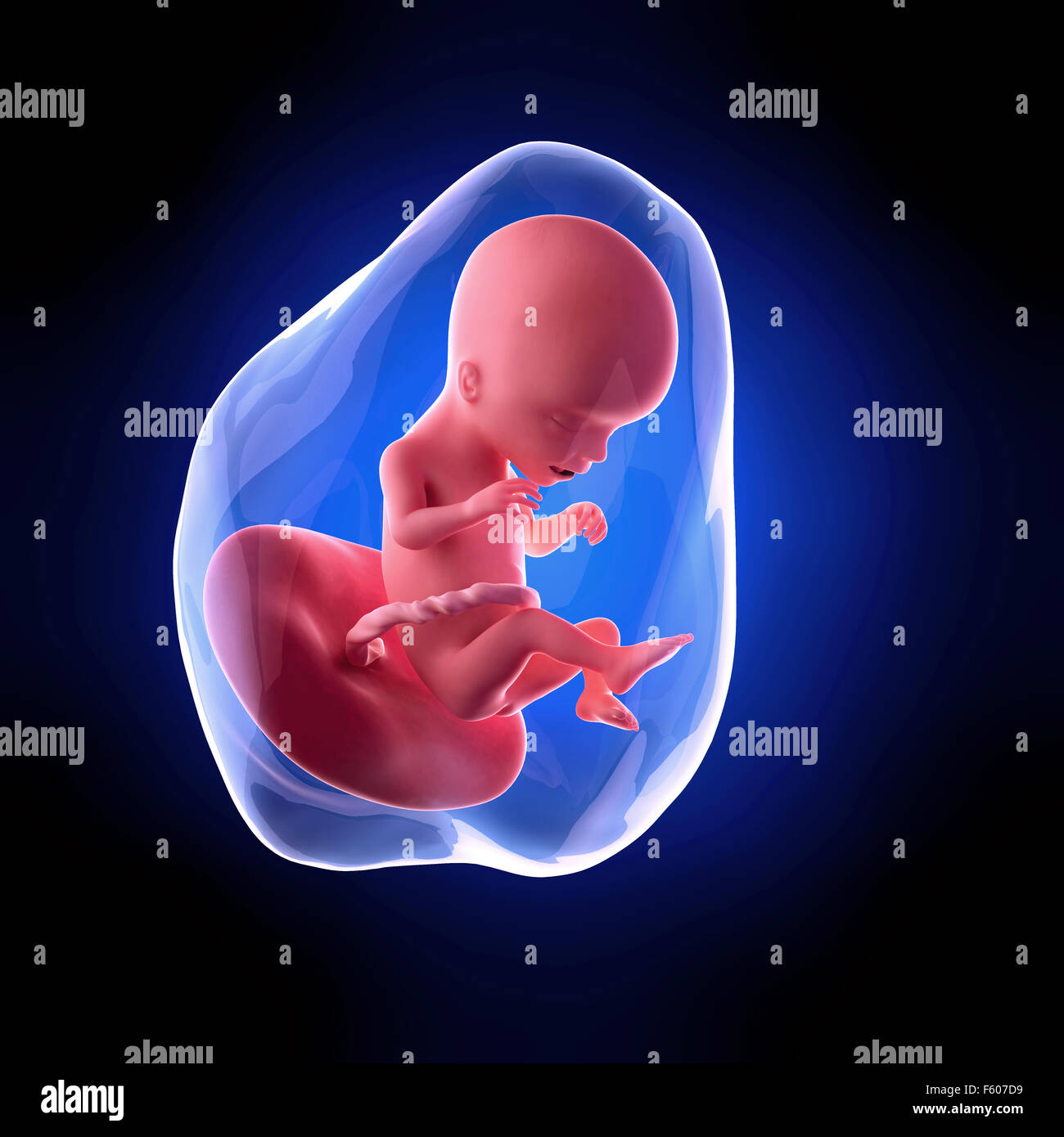 Pregnancy week 17 hi-res stock photography and images - Alamy