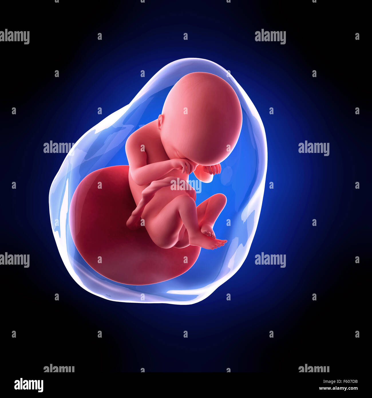Pregnancy week 19 hi-res stock photography and images - Alamy