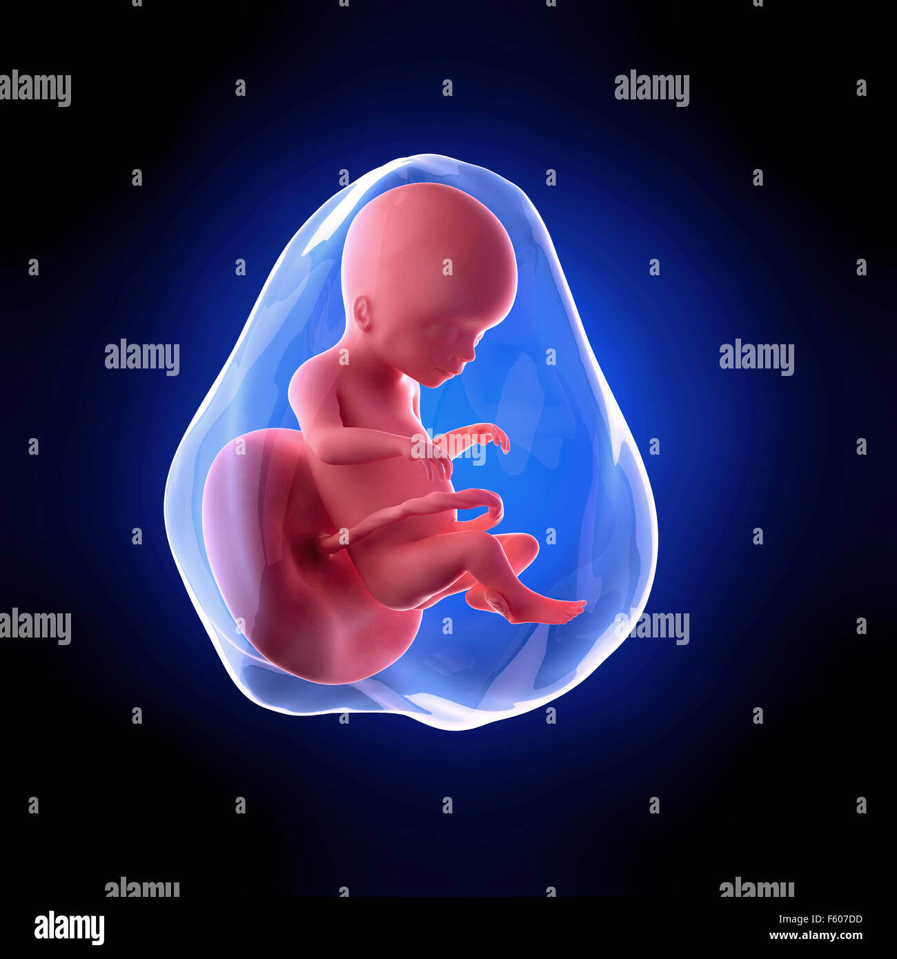20 week fetus hi-res stock photography and images - Alamy