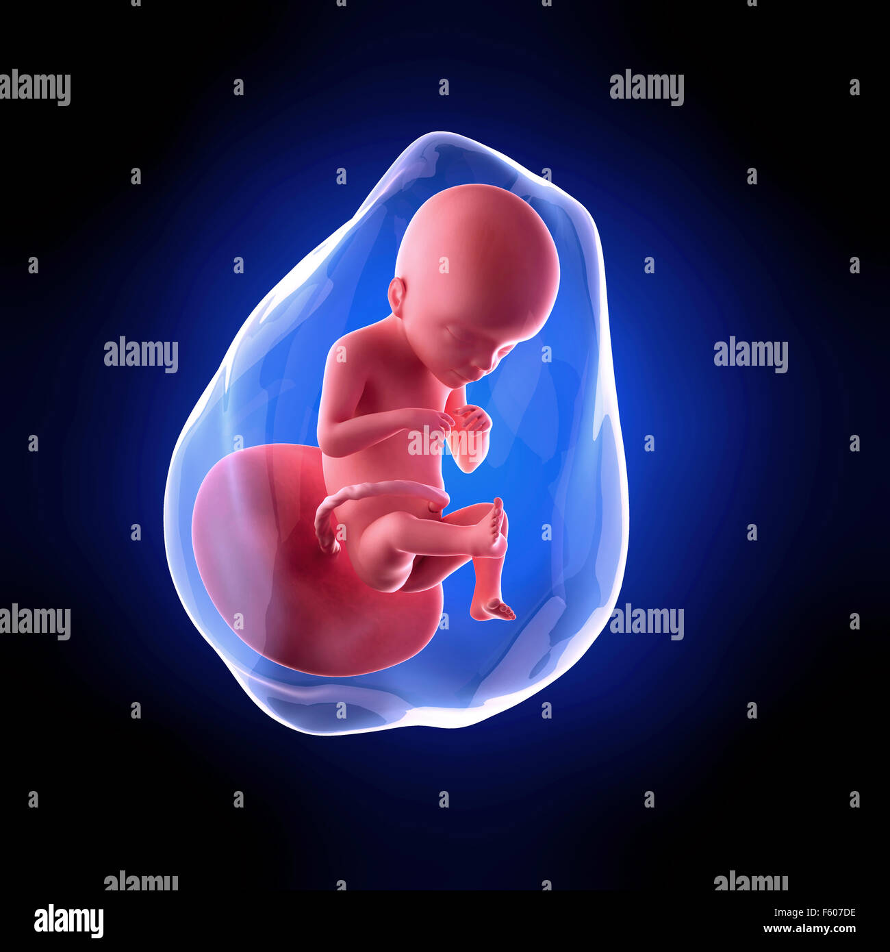 weekly development of a human fetus - week 21 Stock Photo - Alamy