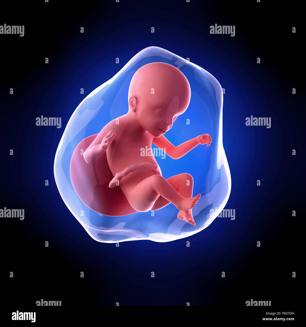 Fetus 23 week hi-res stock photography and images - Alamy