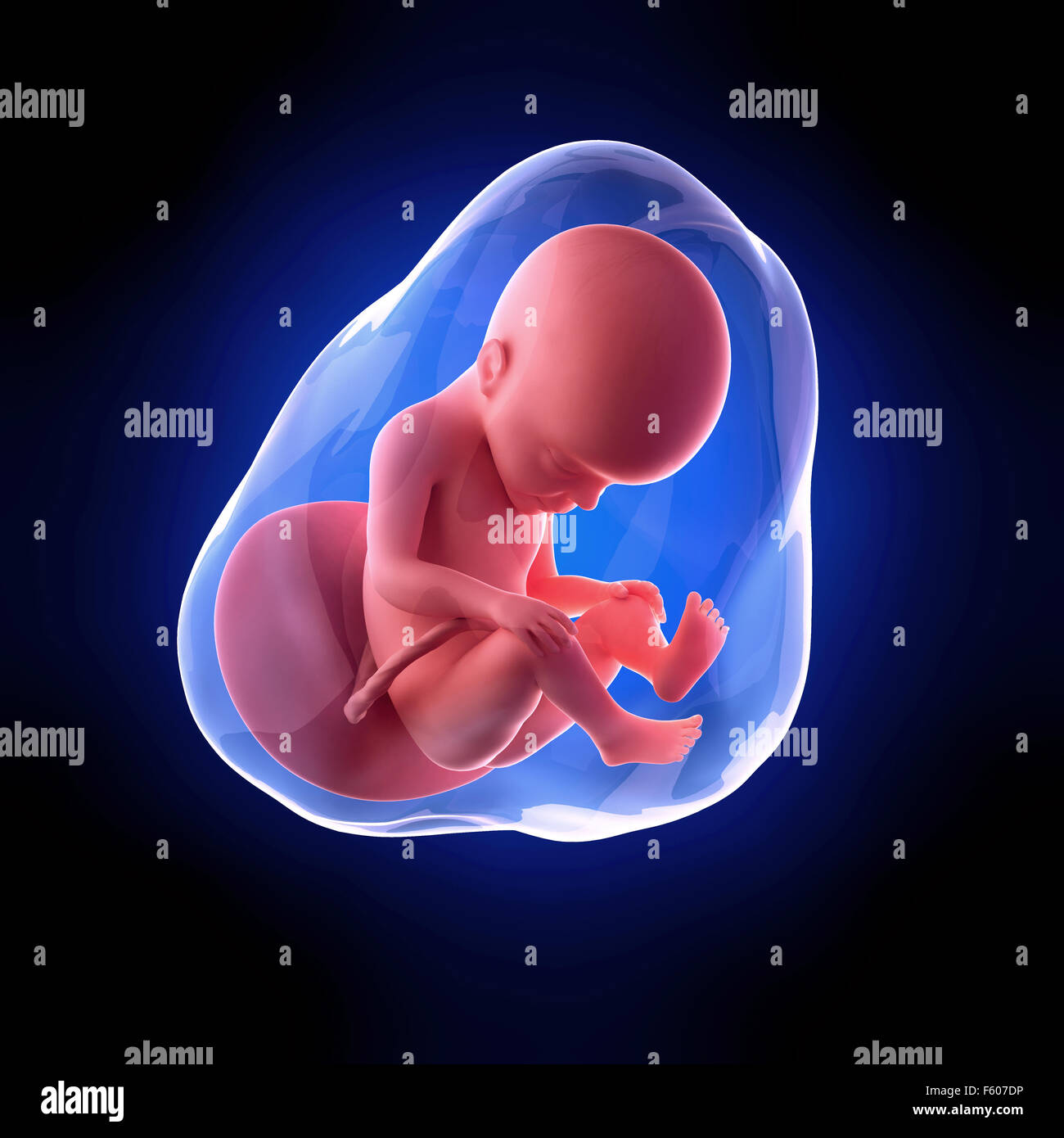 Development physiology hi-res stock photography and images - Alamy
