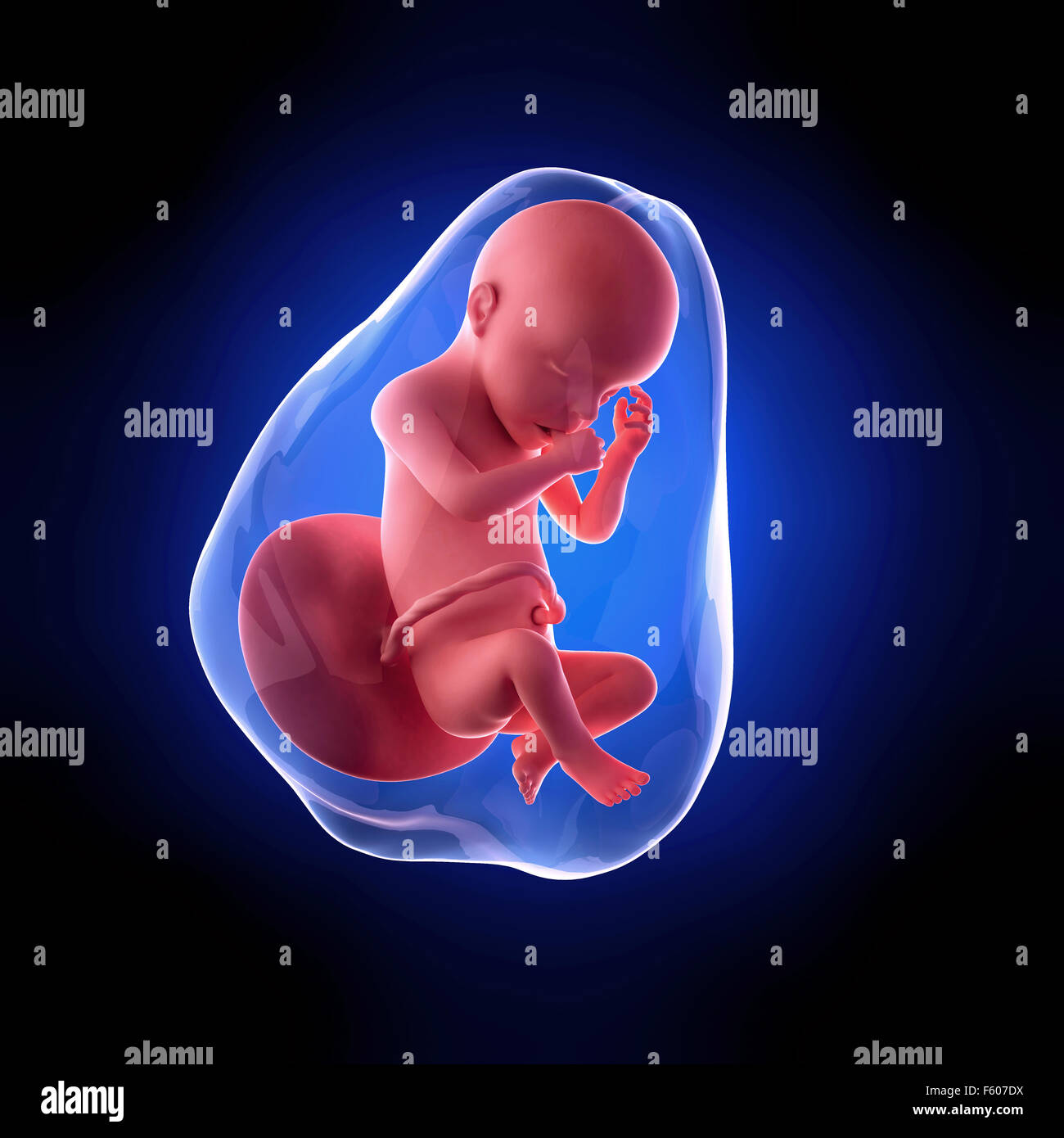 Week 30 fetal development hi-res stock photography and images - Alamy