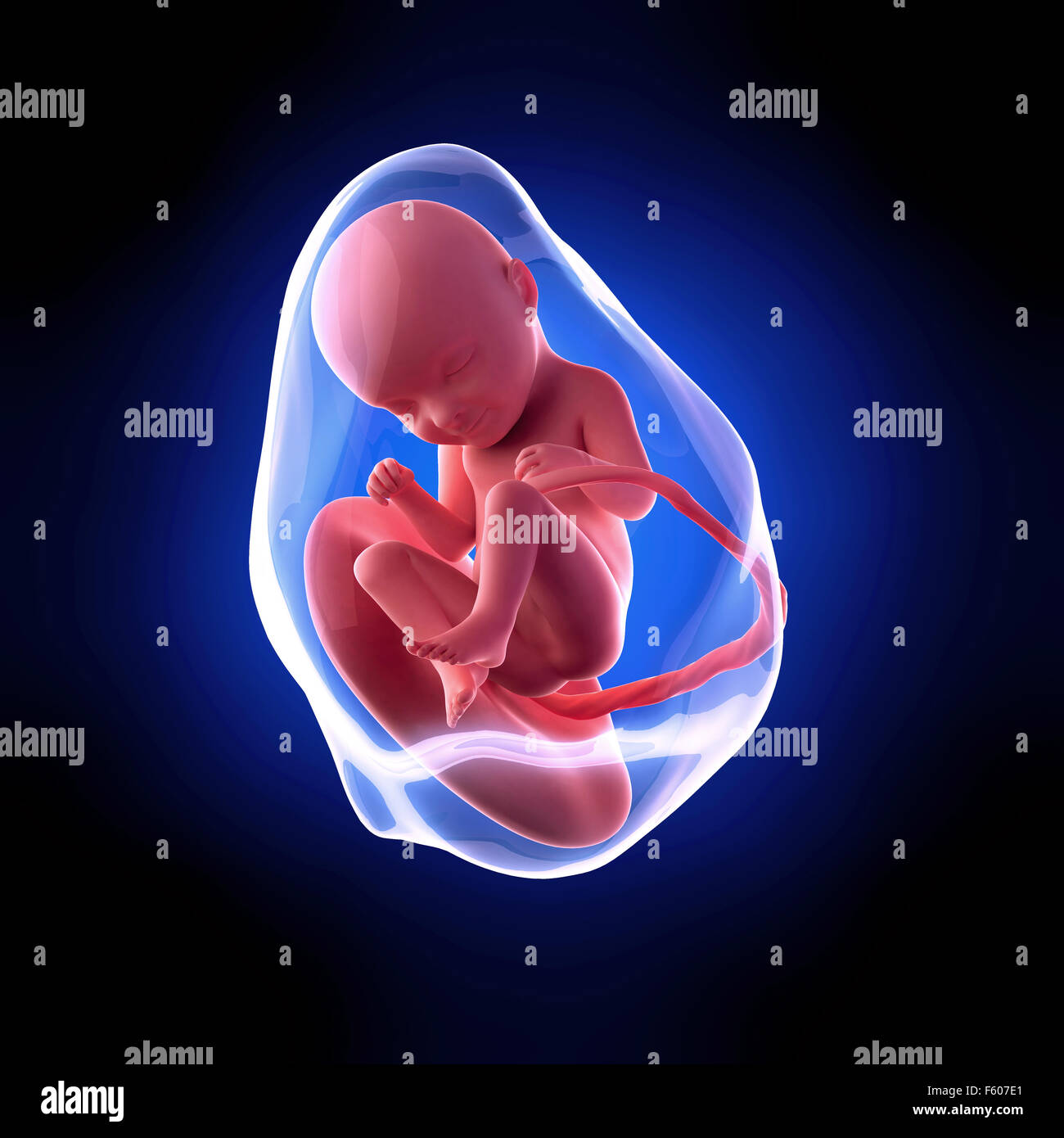 Pregnant illustration week 33 hi-res stock photography and images - Alamy