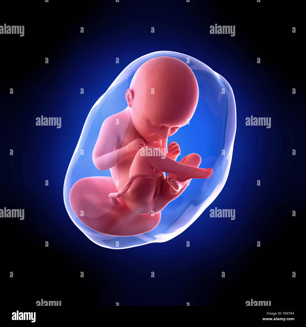 weekly development of a human fetus - week, 35 Stock Photo - Alamy