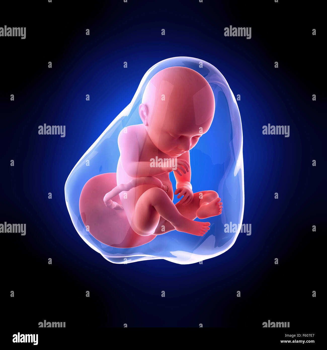 37 week fetal development hi-res stock photography and images - Alamy