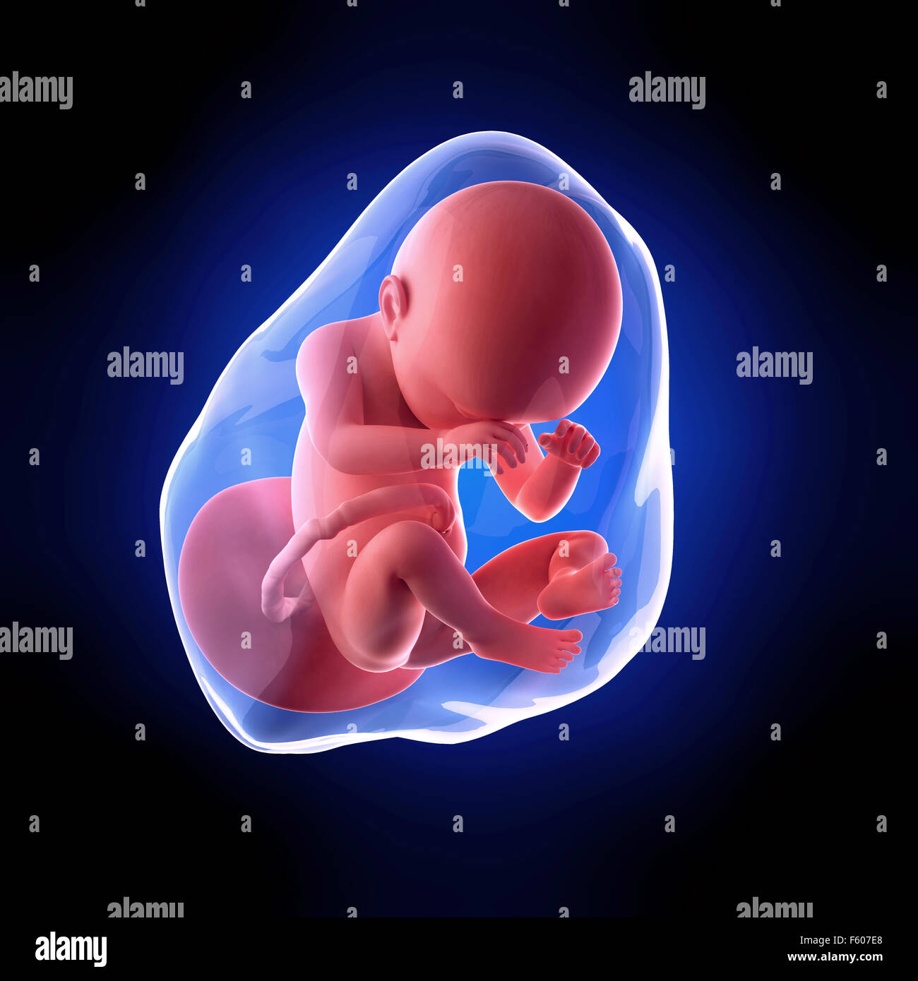 Pregnant illustration week 38 hi-res stock photography and images - Alamy