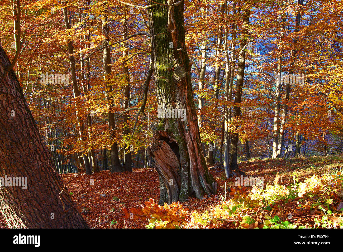 Colorful autumn trees with leaves changing colors Stock Photo - Alamy