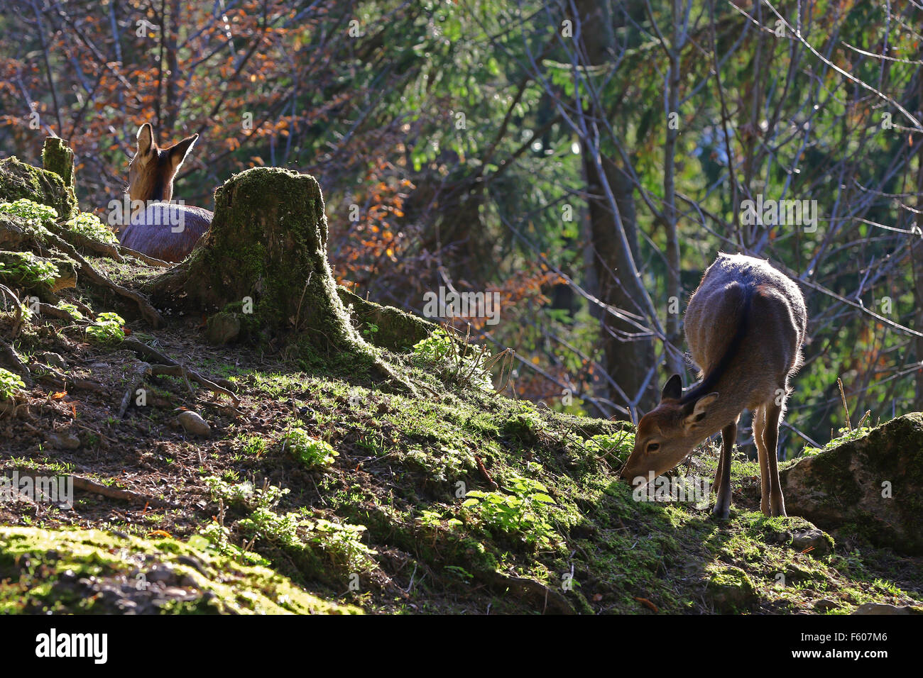 Fallow deer in a forest in the fall Stock Photo - Alamy