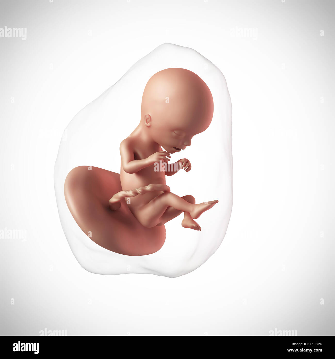 weekly development of a human fetus - week 17 Stock Photo - Alamy