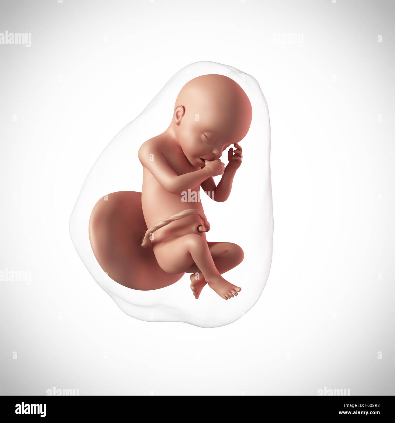 30 week fetus hi-res stock photography and images - Alamy