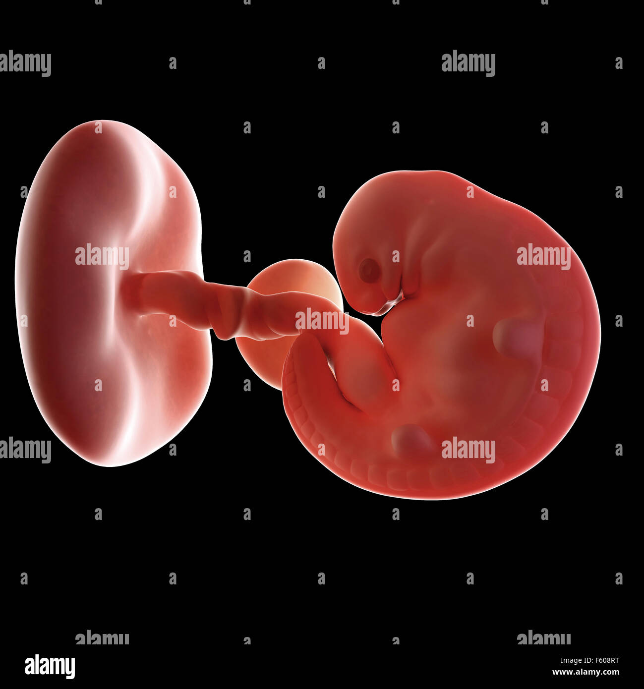 6 week fetus hi-res stock photography and images - Alamy