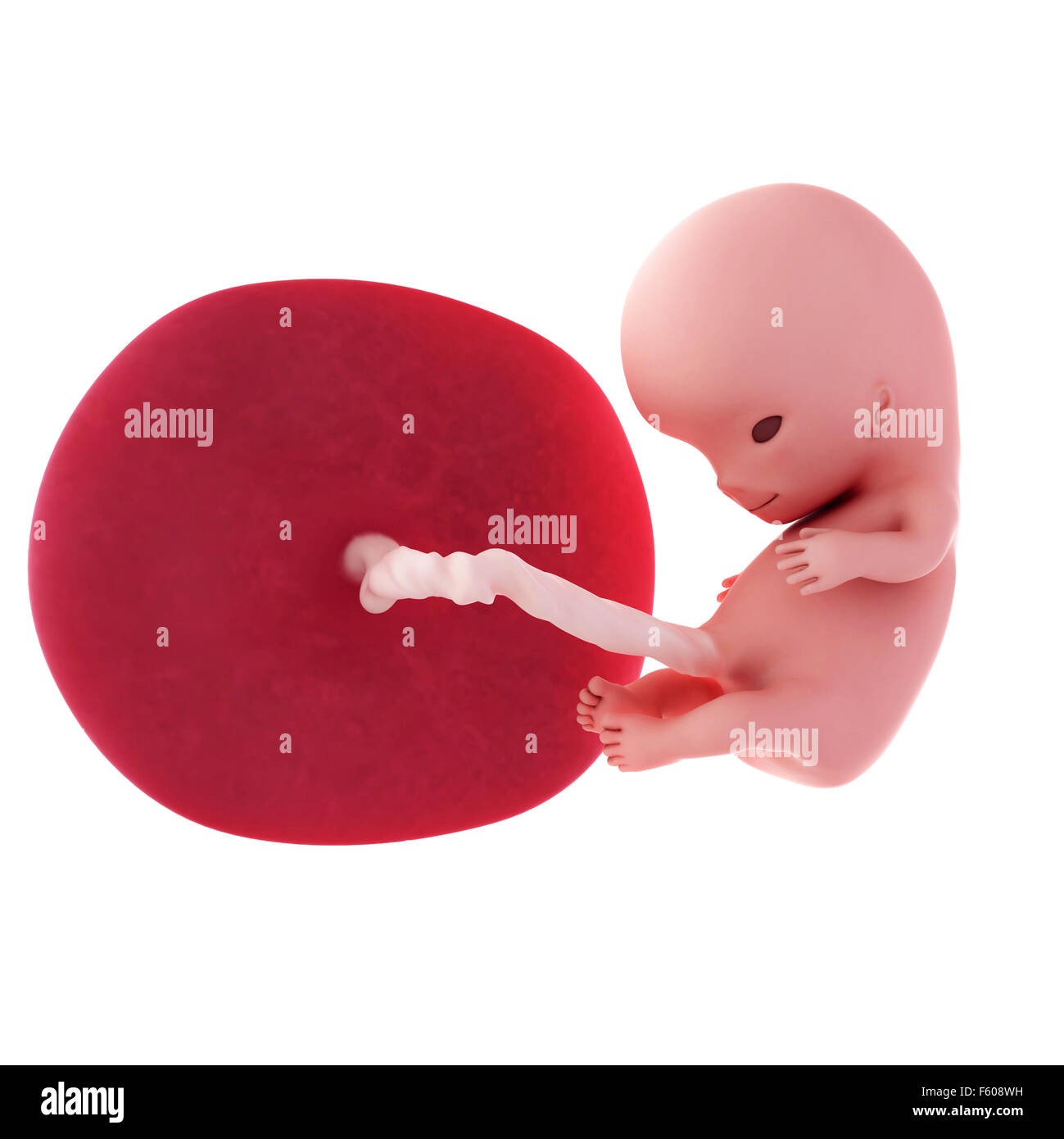 medical accurate illustration of a fetus - week 10 Stock Photo - Alamy