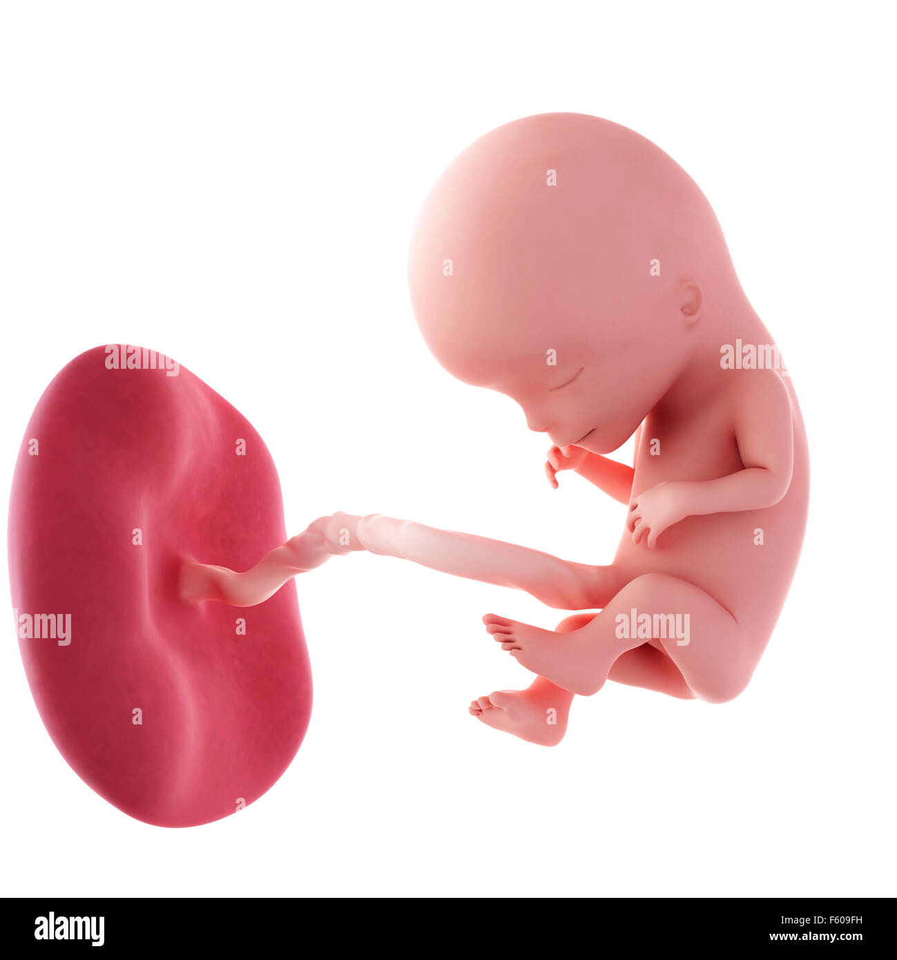 medical accurate illustration of a fetus - week 12 Stock Photo - Alamy