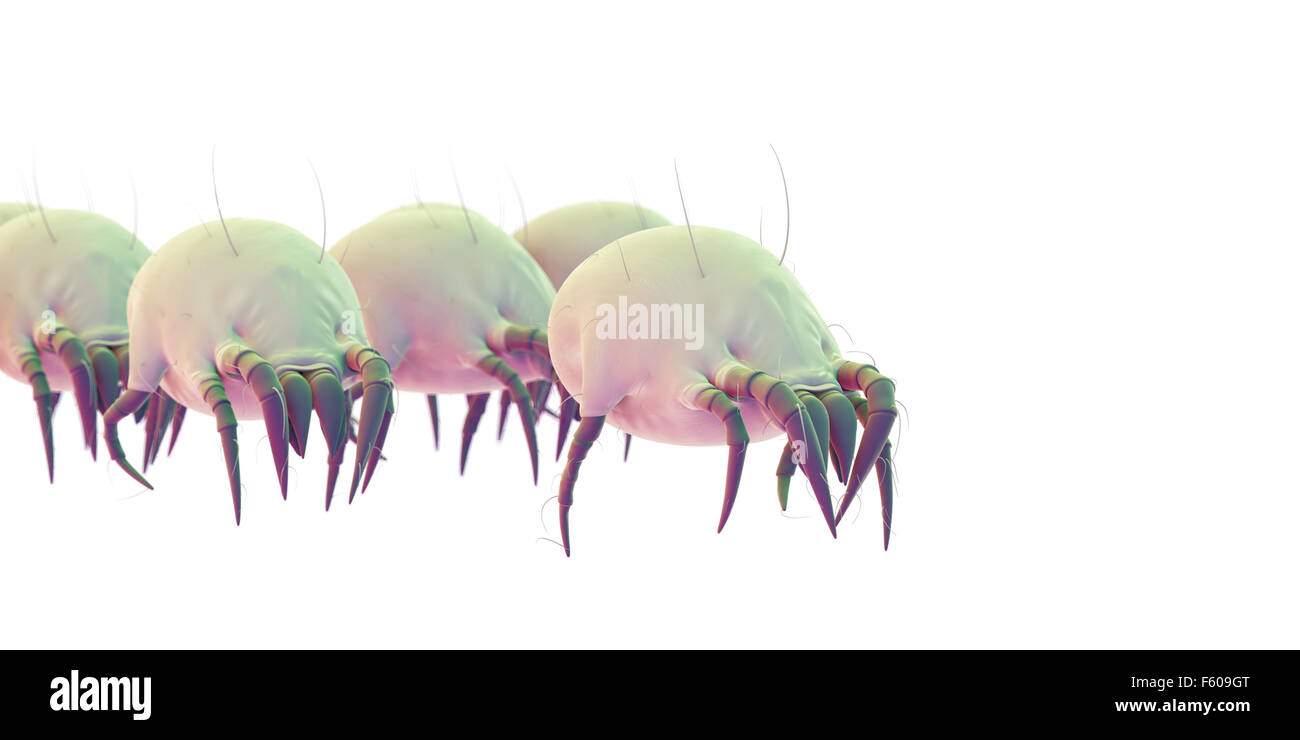 medically accurate illustration of some common dust mites Stock Photo ...