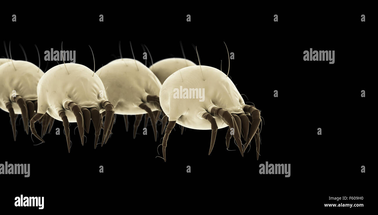 Dust mites bed hi-res stock photography and images - Alamy