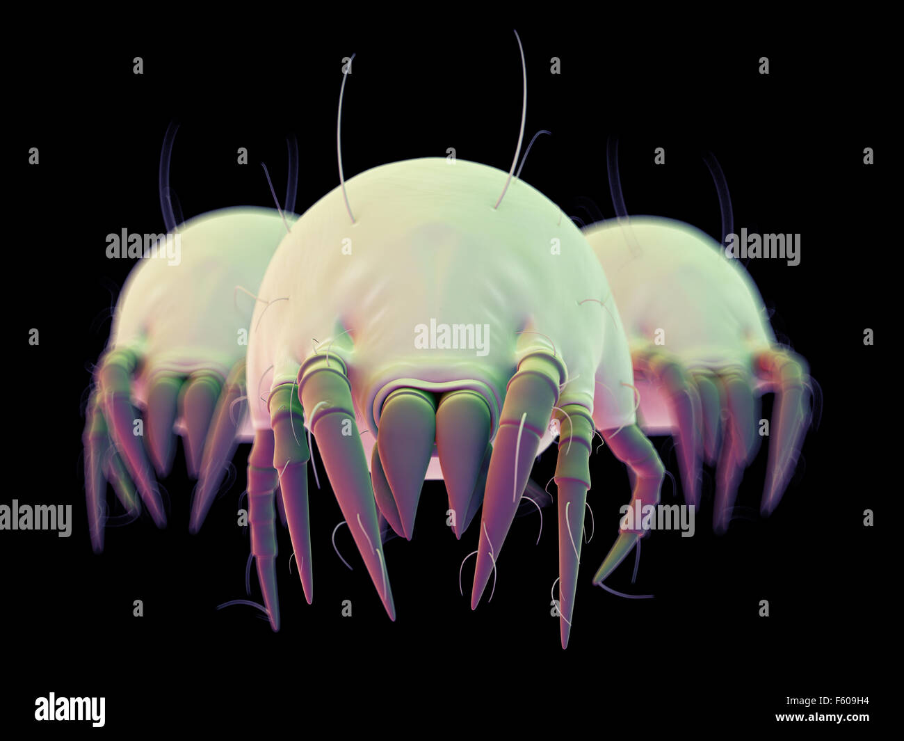 medically accurate illustration of some common dust mites Stock Photo ...