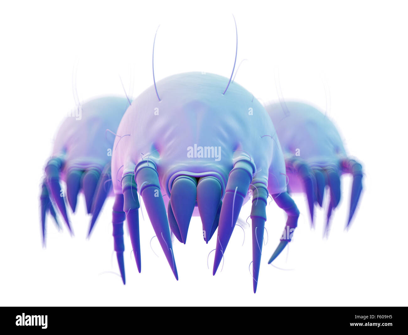 Dust mites bed hi-res stock photography and images - Alamy