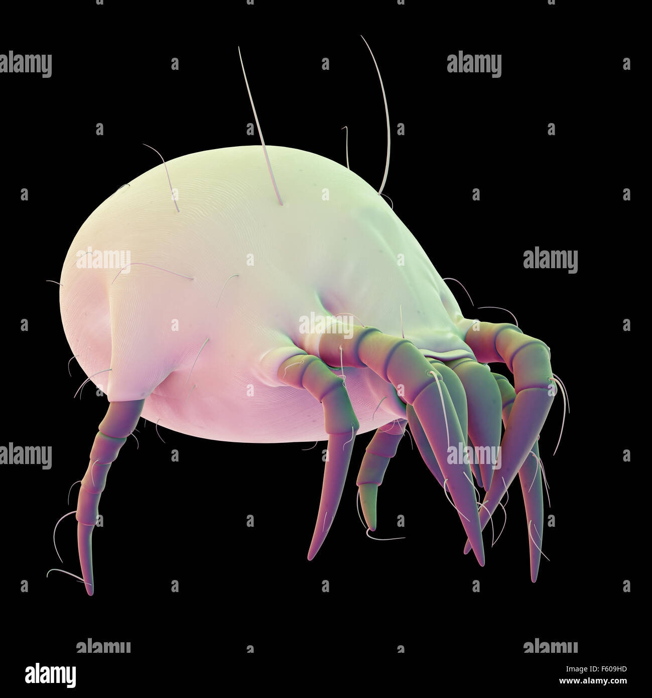 medically accurate illustration of a common dust mite Stock Photo - Alamy