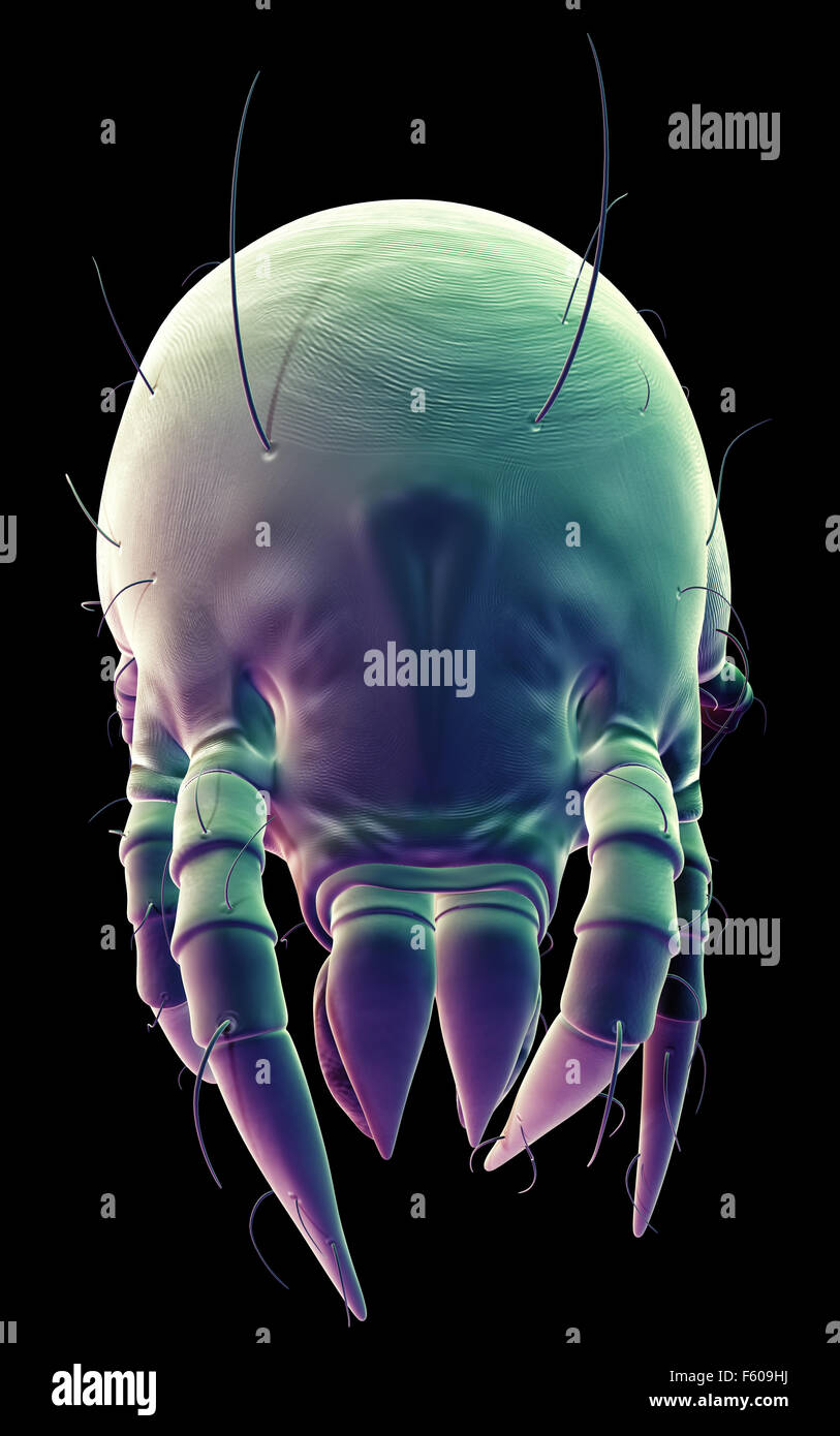 medically accurate illustration of a common dust mite Stock Photo - Alamy