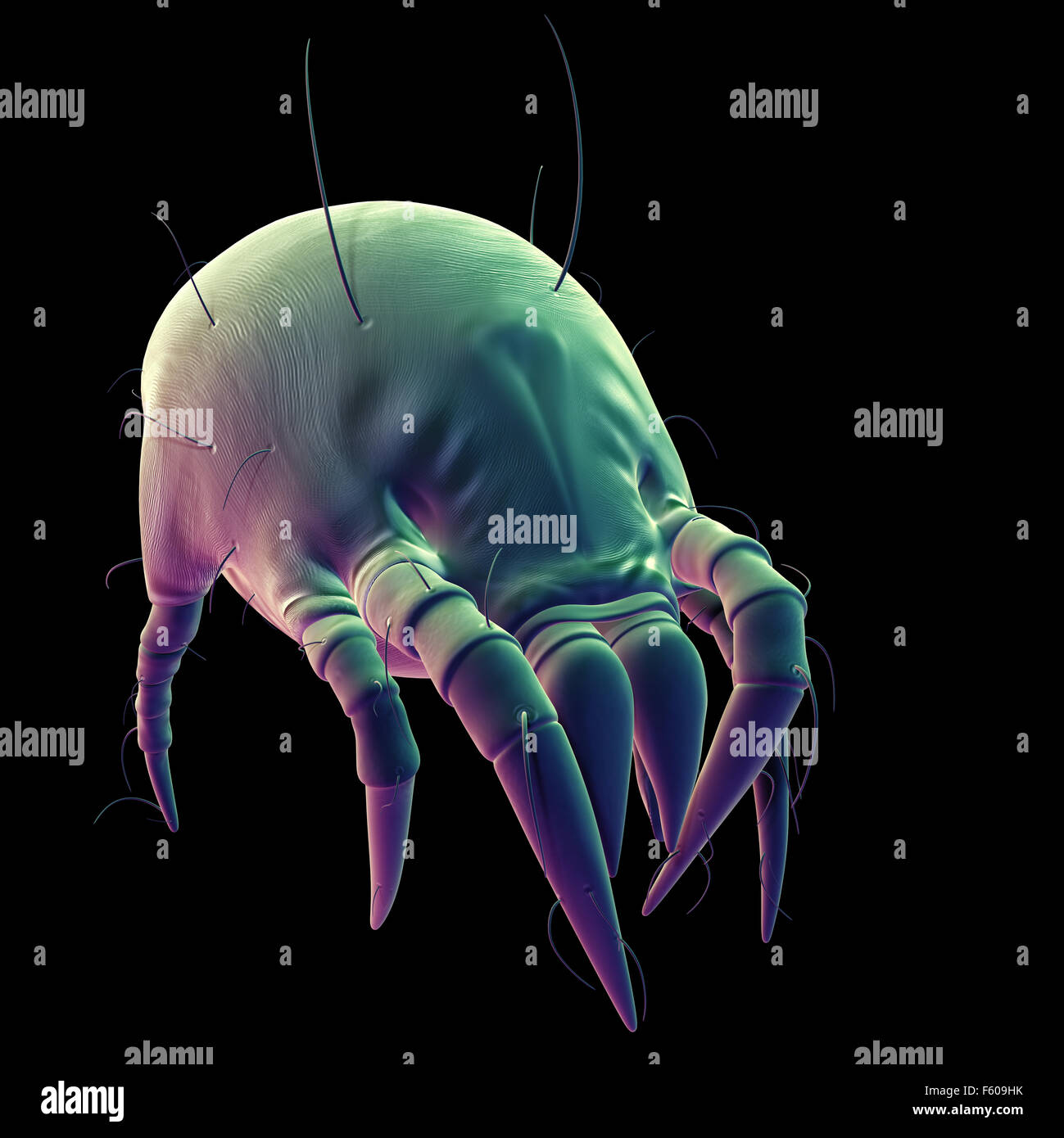 medically accurate illustration of a common dust mite Stock Photo - Alamy