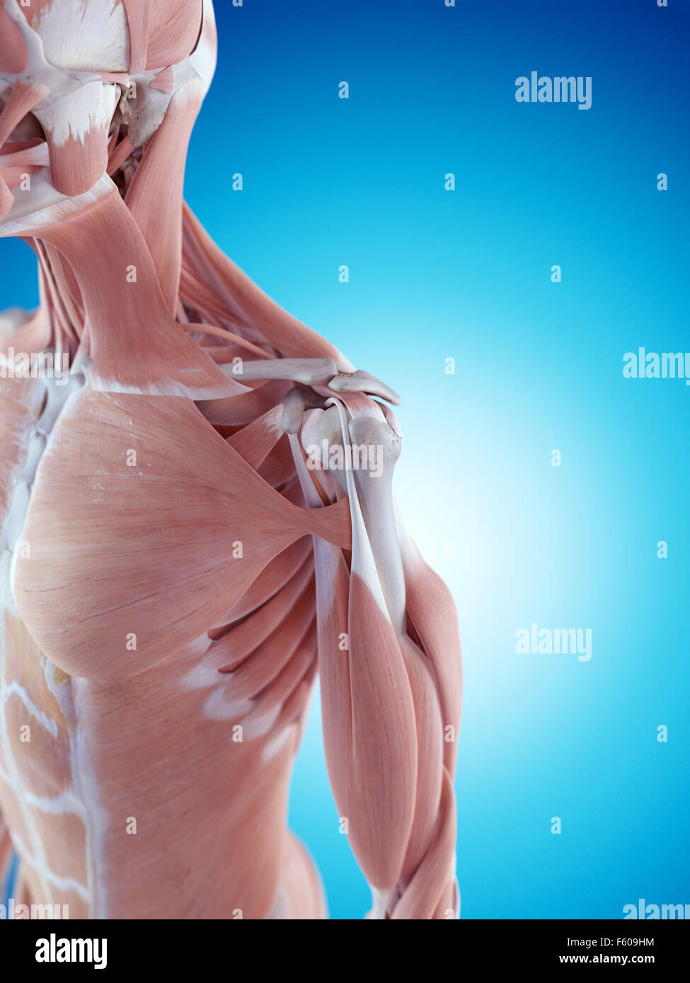 medically accurate illustration of the shoulder anatomy Stock Photo - Alamy