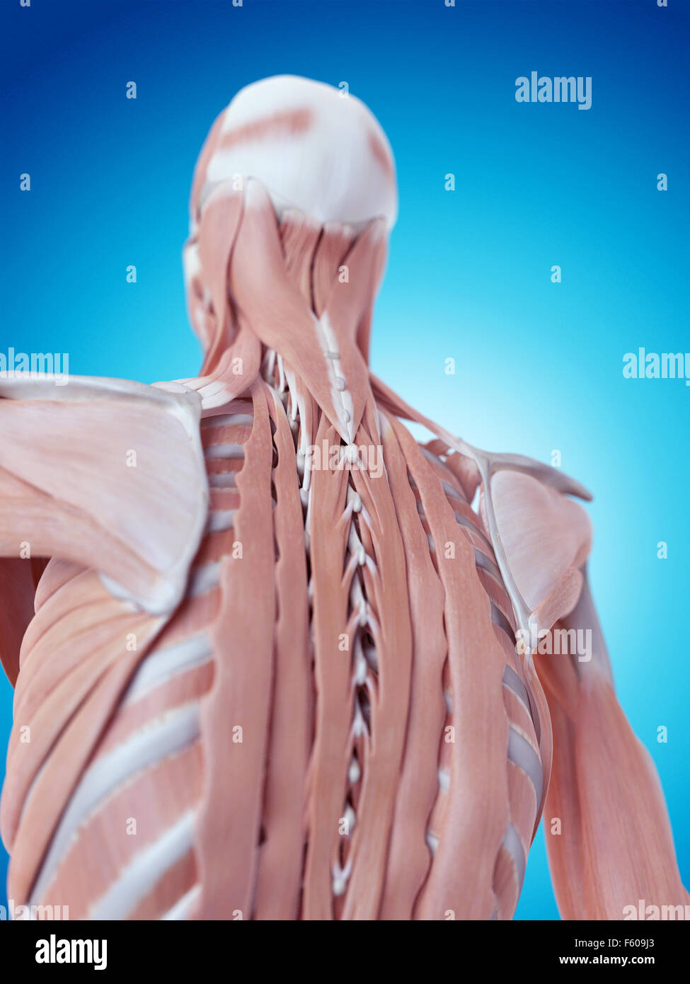 medically accurate illustration of the neck anatomy Stock Photo - Alamy