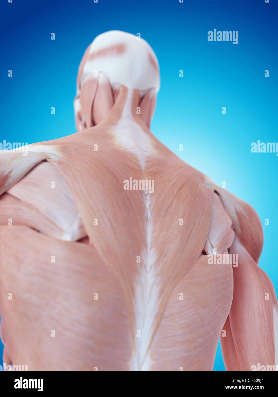 medically accurate illustration of the neck anatomy Stock Photo - Alamy