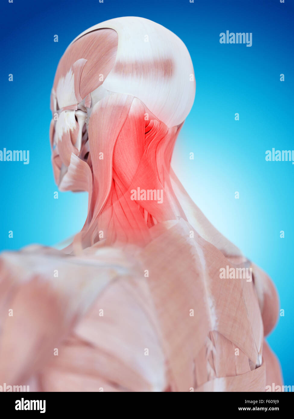 Human neck bones and muscle hi-res stock photography and images - Alamy